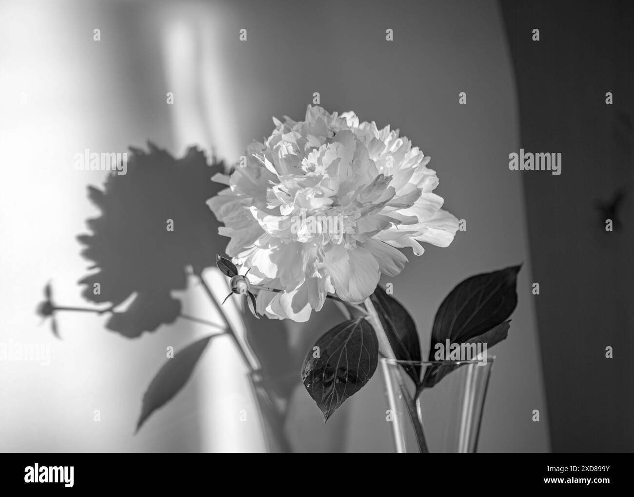 Still life with white poinsettia flower, quiet shadows in the ...
