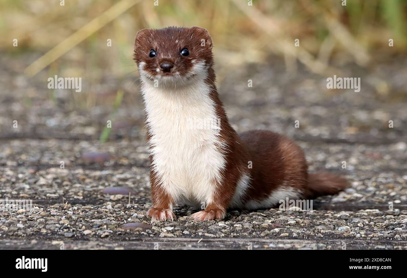 Least weasel summer hi-res stock photography and images - Alamy