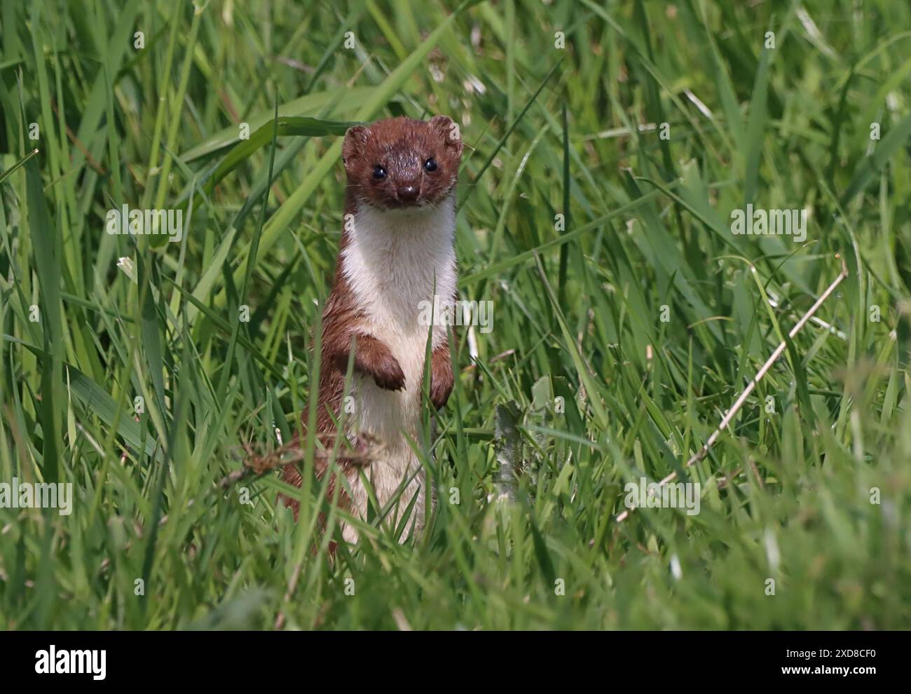 Eurasian Least weasel (Mustela nivalis) standing on hind legs Stock ...