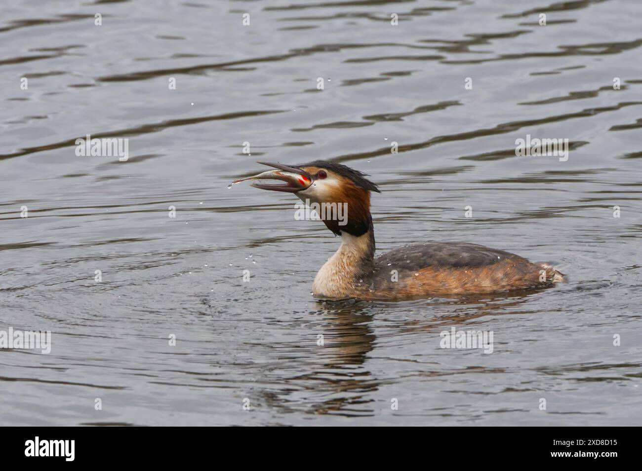 Grebe feet hi-res stock photography and images - Alamy