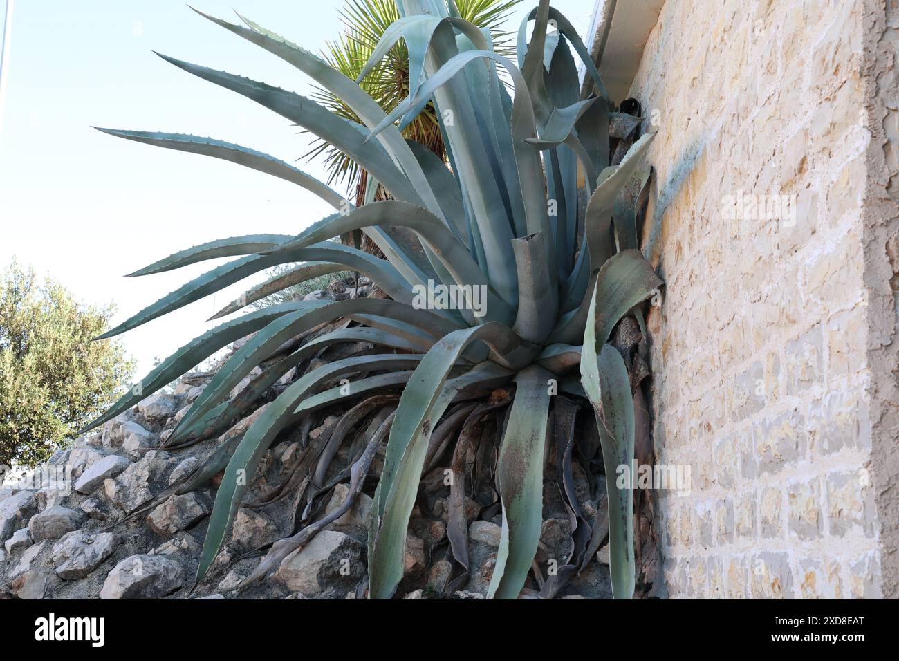 Huge agave tree hi-res stock photography and images - Alamy