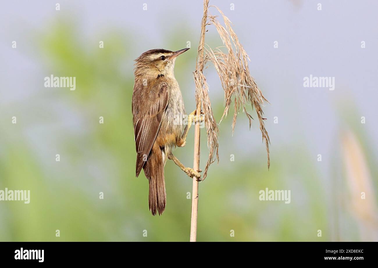 European Sedge Warbler (Acrocephalus schoenobaenus) in a reed plume ...