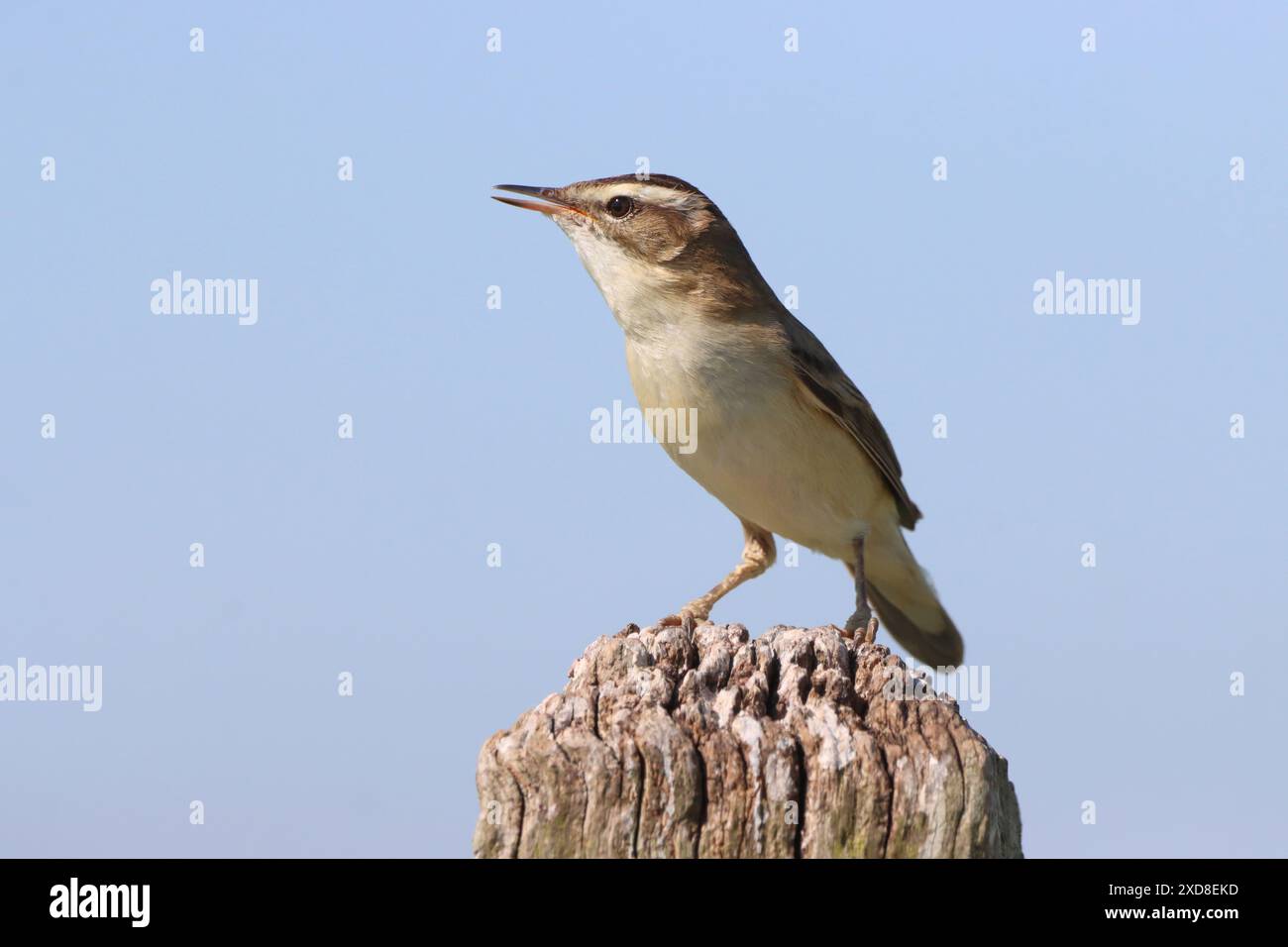 European Sedge Warbler (Acrocephalus schoenobaenus) in song, posing on ...