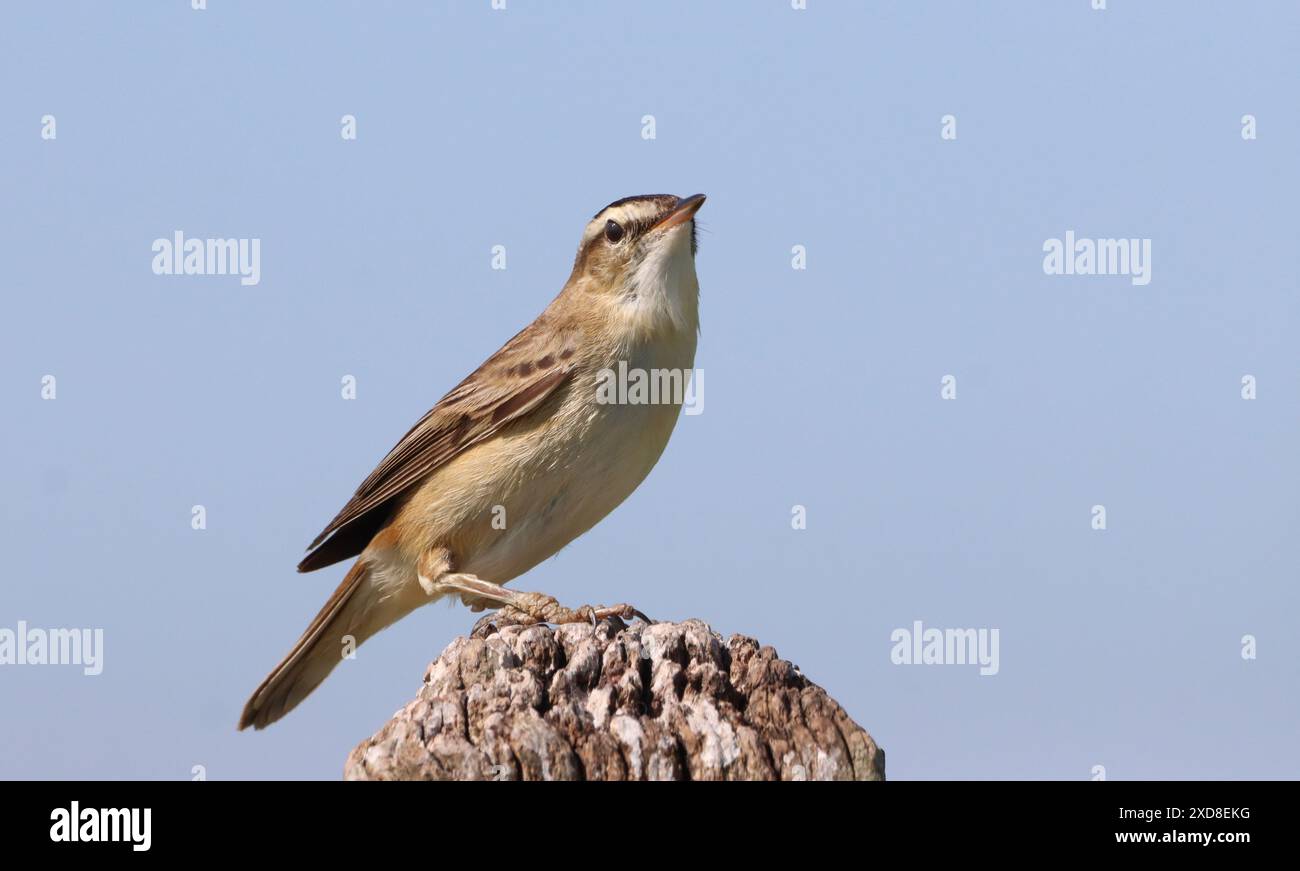 European Sedge Warbler (Acrocephalus schoenobaenus) posing on a pole ...