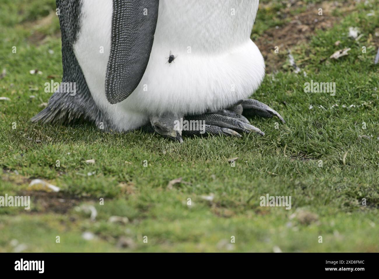 King penguin Aptenodytes patagonicus brooding small chick Volunteer ...