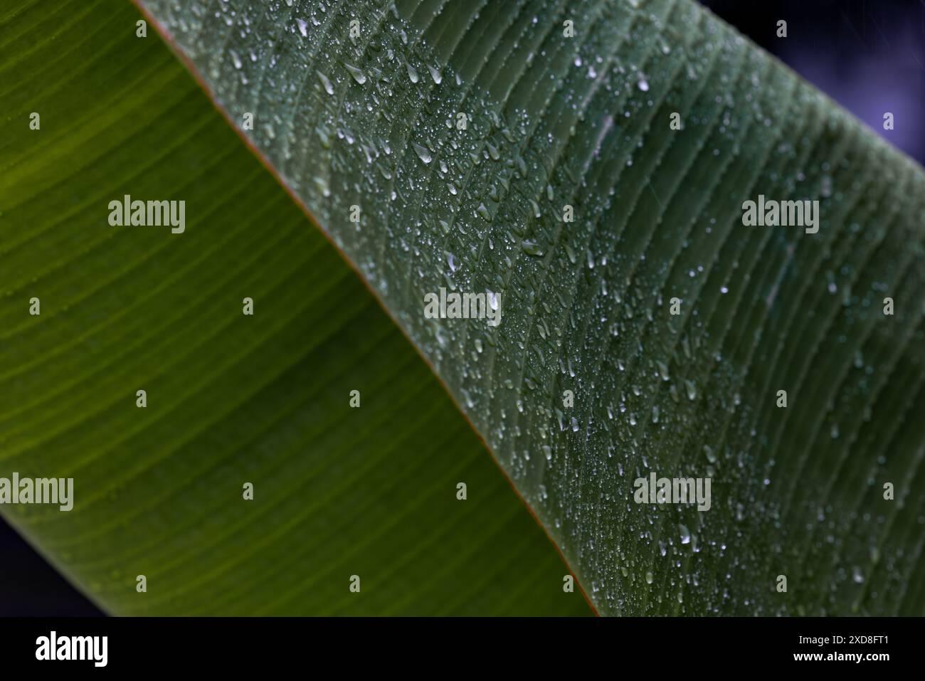 Raindrops falling on leaves tree hi-res stock photography and images ...