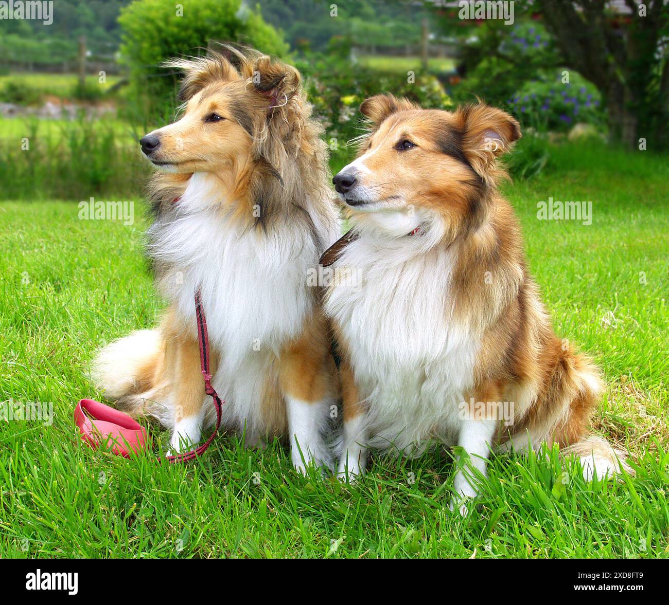Sheep dogs scotland hi-res stock photography and images - Alamy