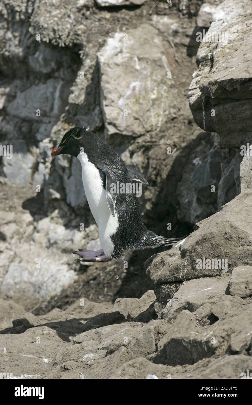 Rockhopper penguin Eudyptes chrysocome adult jumping Falkland Islands ...