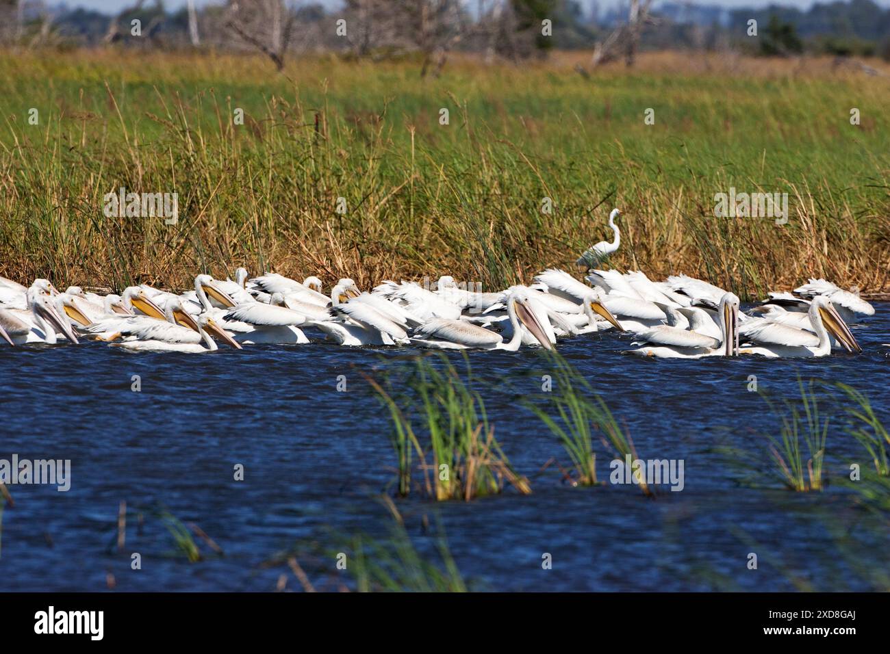 American whie pelican Pelecanus erythrorhynchos flock in marshland pool ...