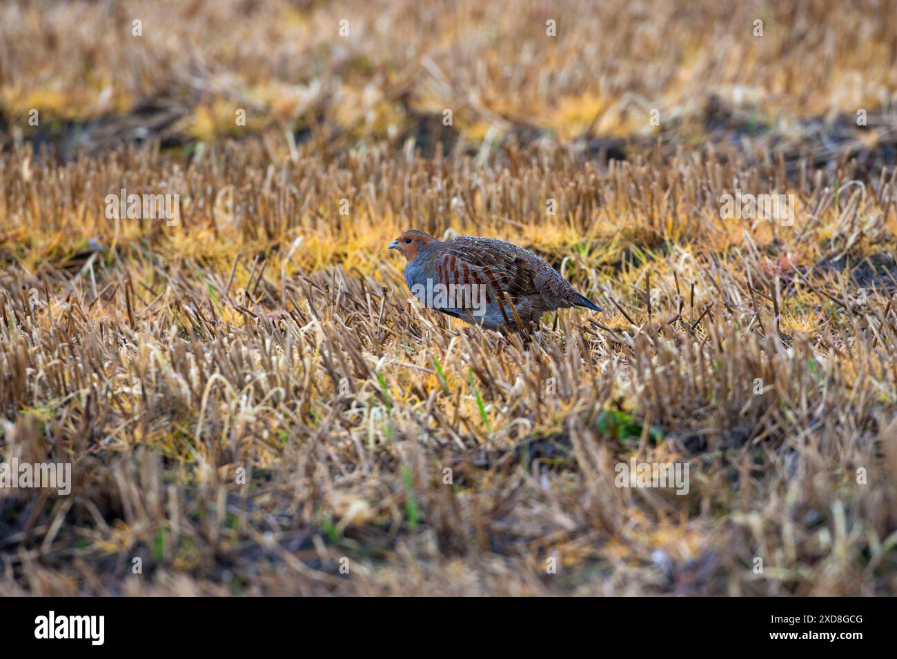 Grey partridge Perdix perdix in stubble field Roseisle near Burghhead ...
