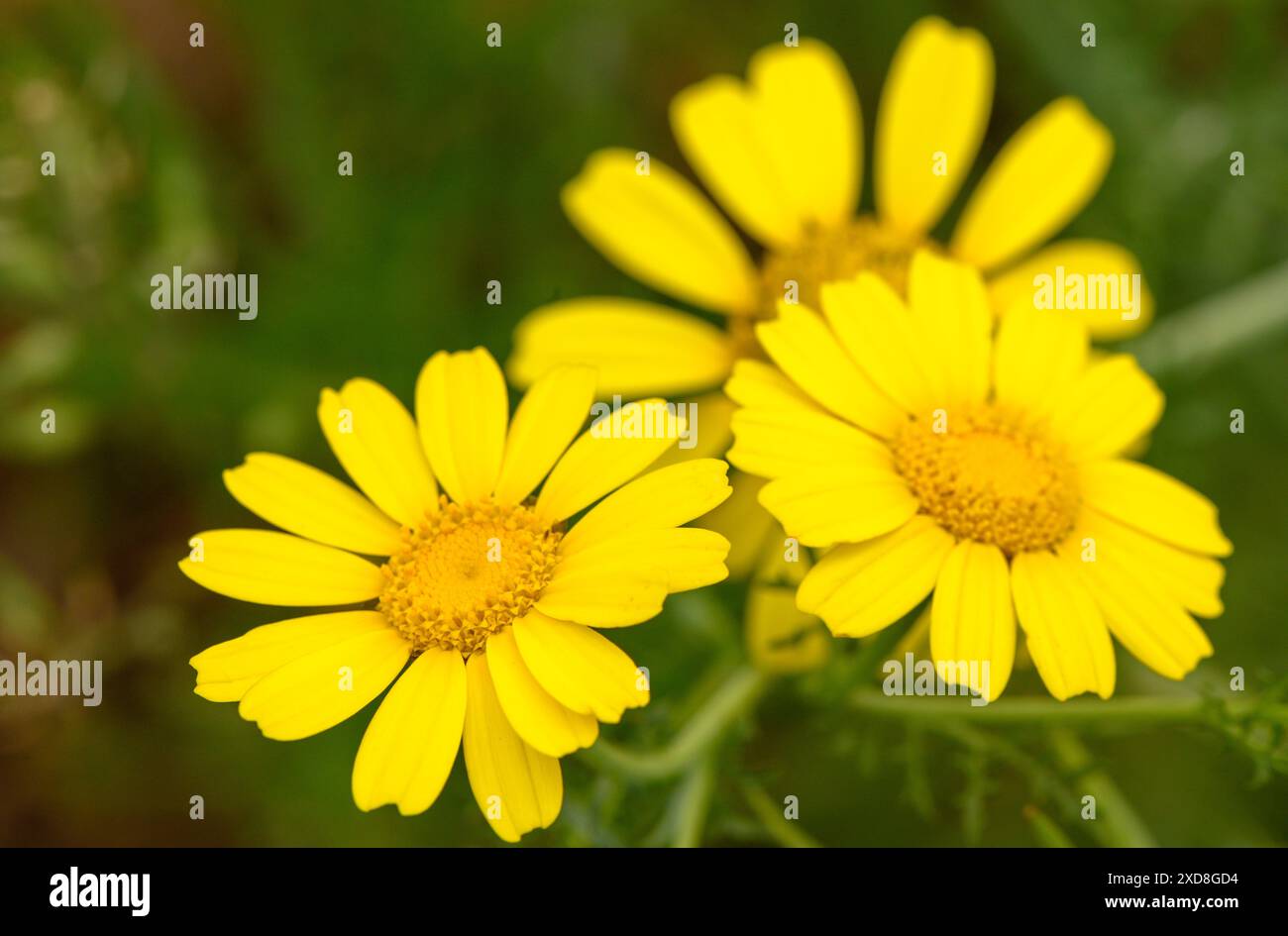 beautiful Glebionis segetum corn marigold corn daisy flower blooms 2 ...