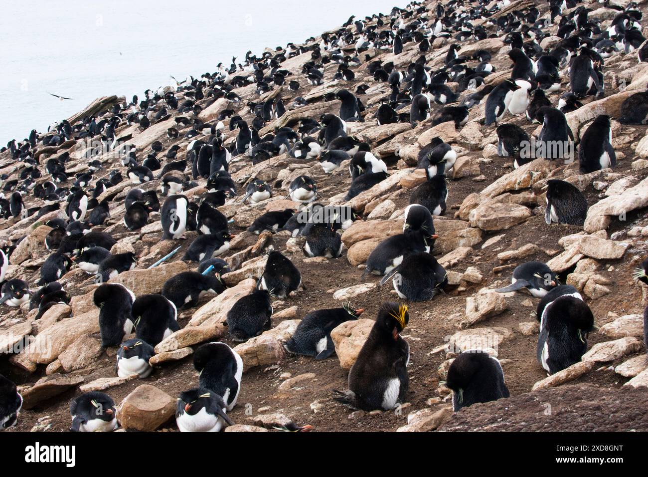 Macaroni penguin Eudyptes chrysolophus amongst Rockhopper penguin ...