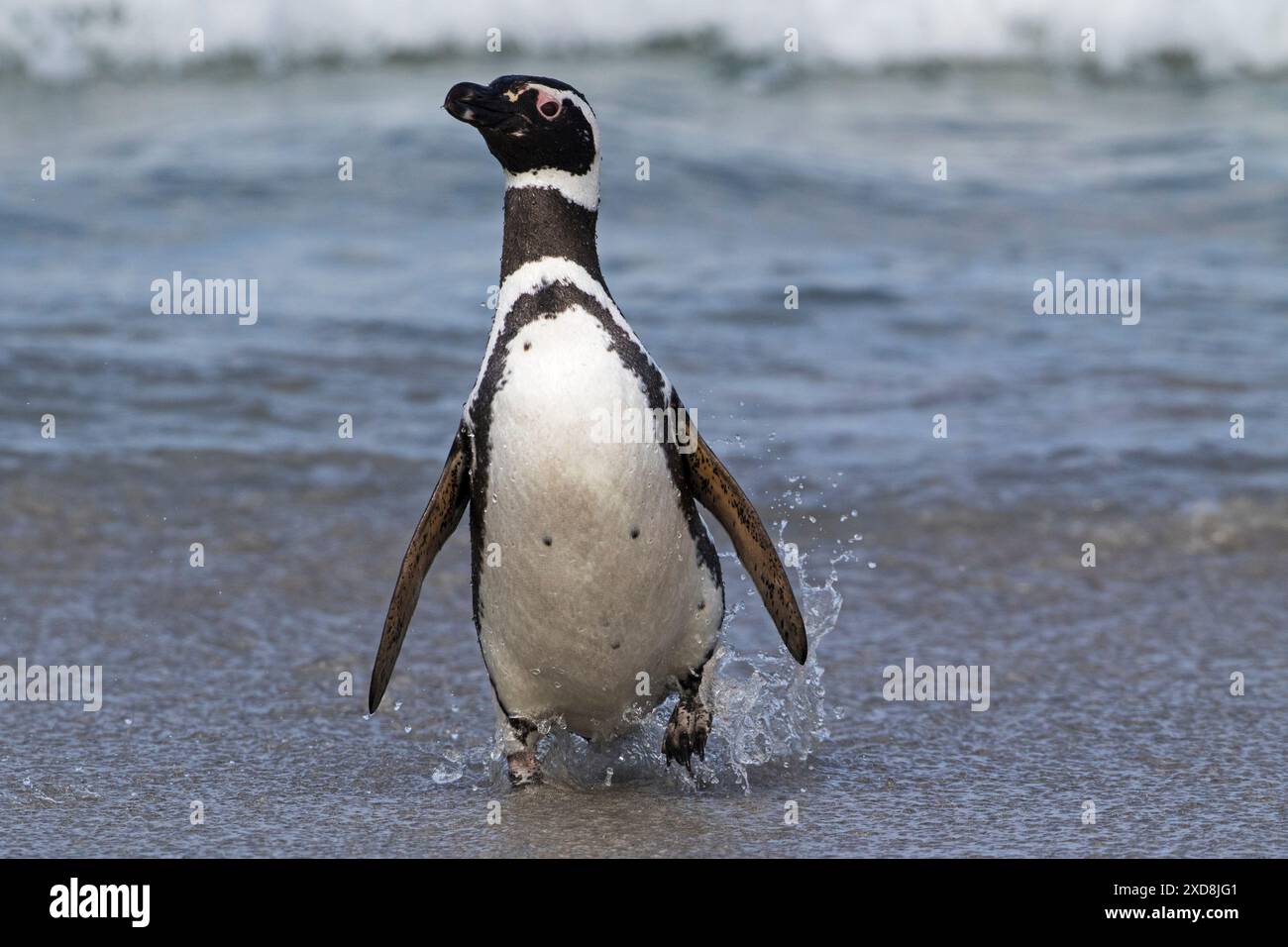 Magellanic penguin coming out of the sea Bleaker Island Falkland ...