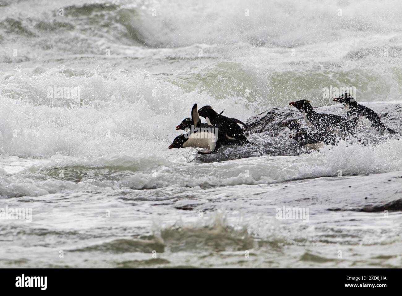 Rockhopper penguin Eudyptes chryscome group crashing through waves The ...