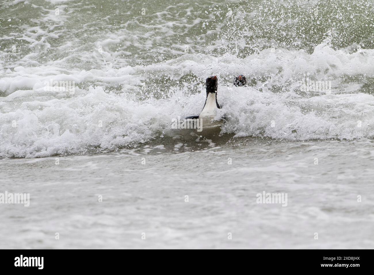 Rockhopper penguin Eudyptes chryscome group crashing through waves The ...