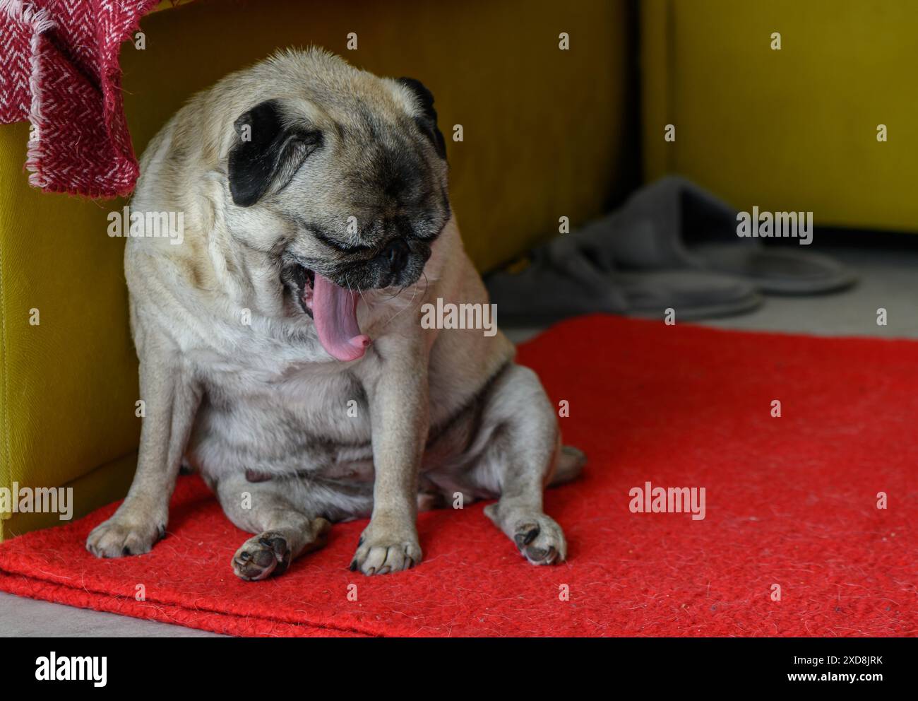 Senior old pug yawns on the rug at home Stock Photo - Alamy