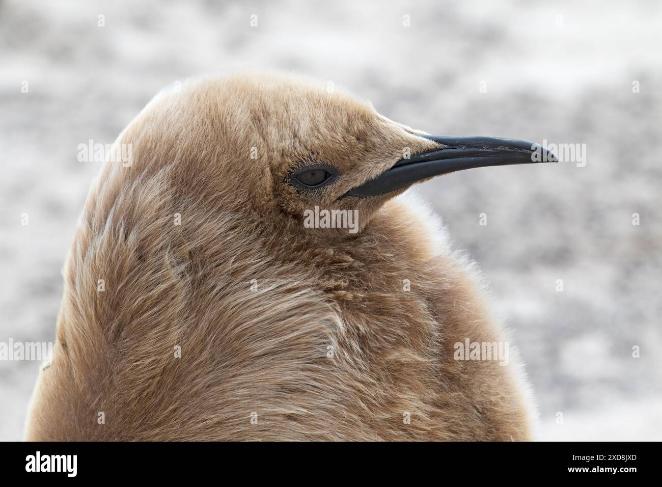 King penguin Aptenodytes patagonicus 11 month old chick Saunders Island ...