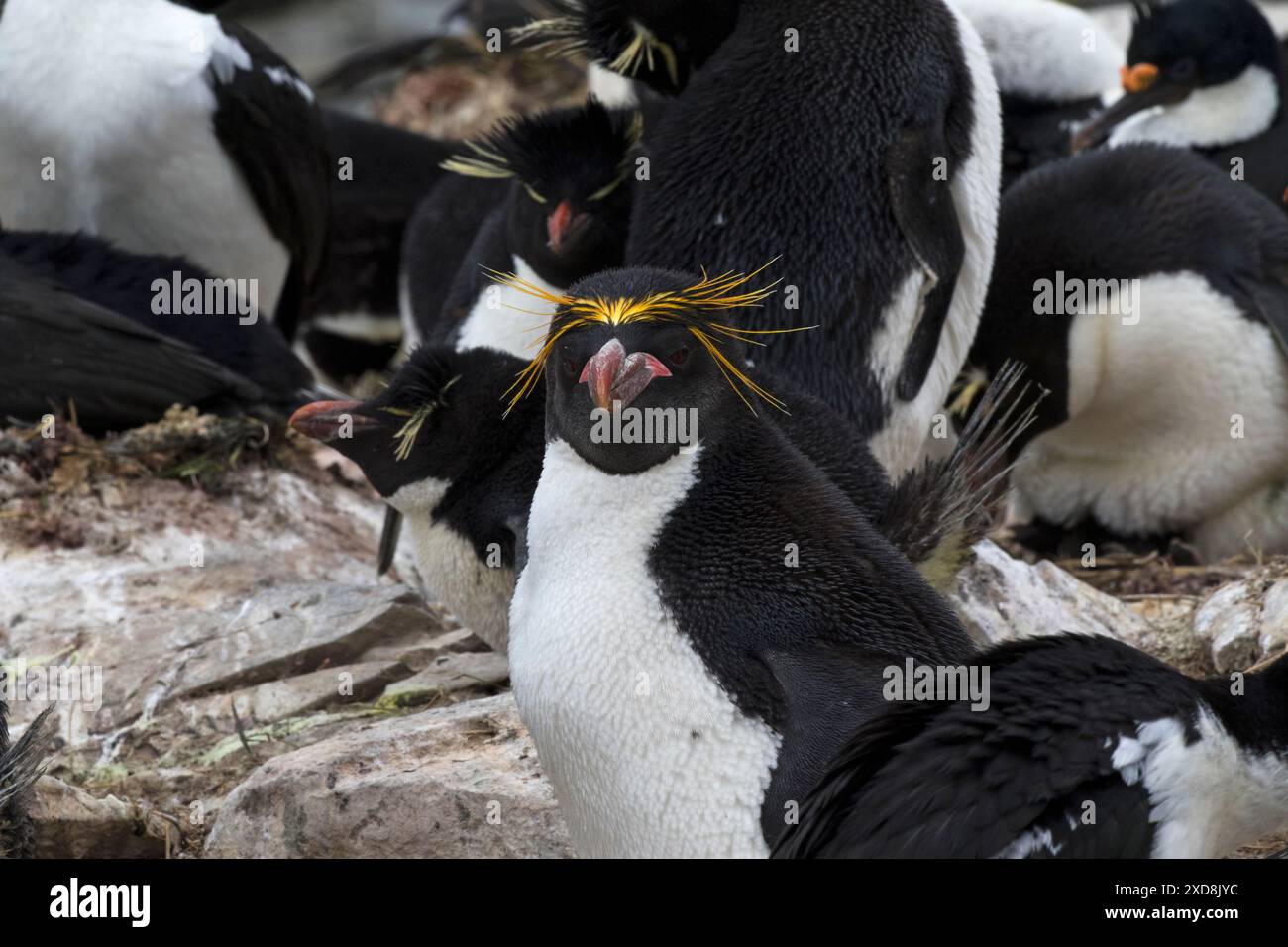 Macaroni penguin Eudyptes chrysolophus adult nesting in Rockhopper ...