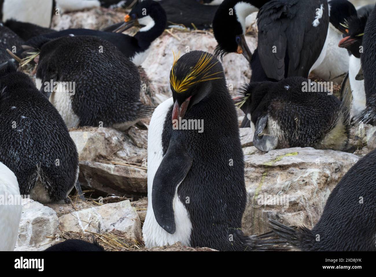 Macaroni penguin Eudyptes chrysolophus adult nesting in Rockhopper ...