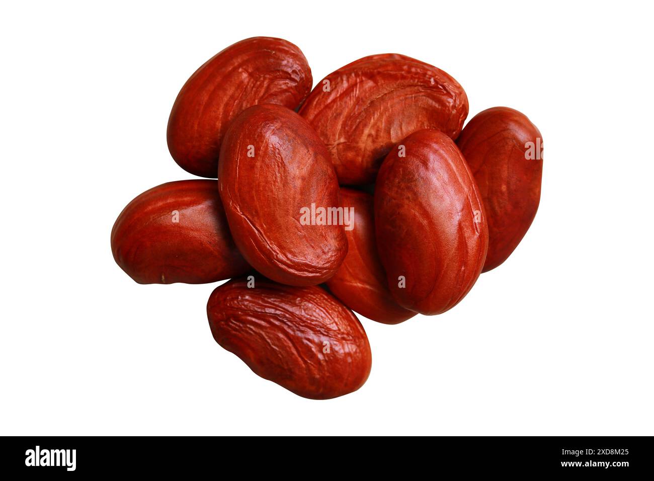 Jackfruit seed isolated on a transparent background Stock Photo - Alamy