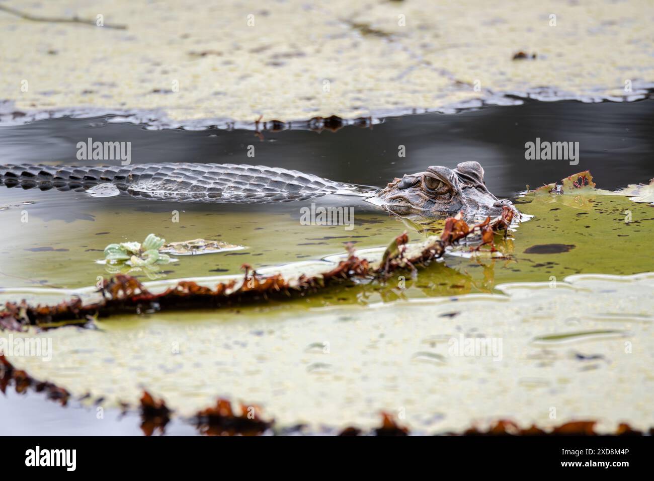 Black caiman on a large leaf in a lagoon Stock Photo - Alamy