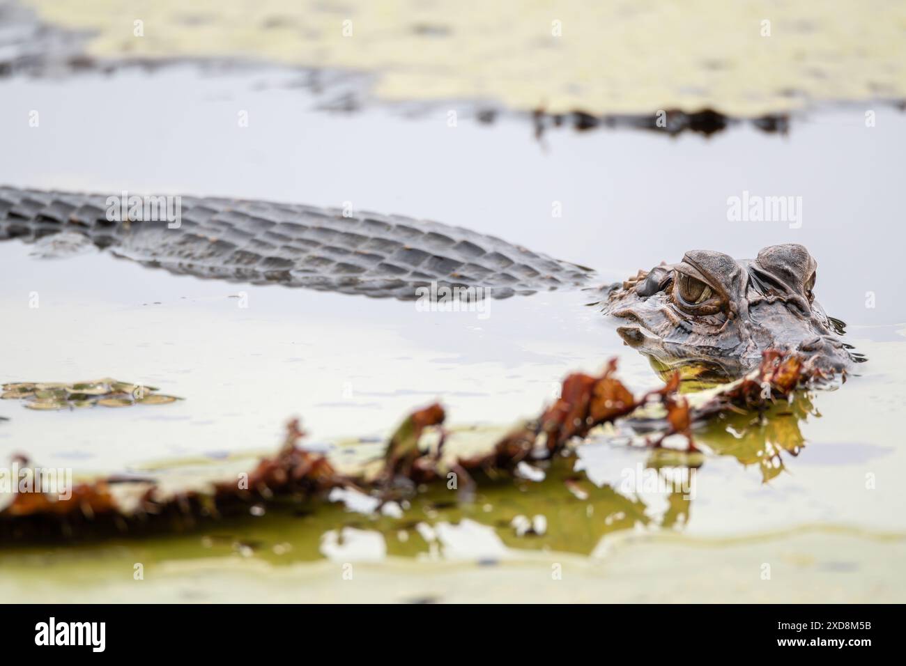Black caiman on a large leaf in a lagoon Stock Photo - Alamy