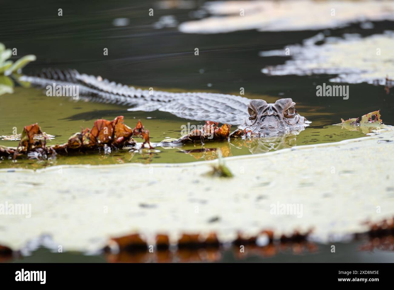 Black caiman on a large leaf in a lagoon Stock Photo - Alamy