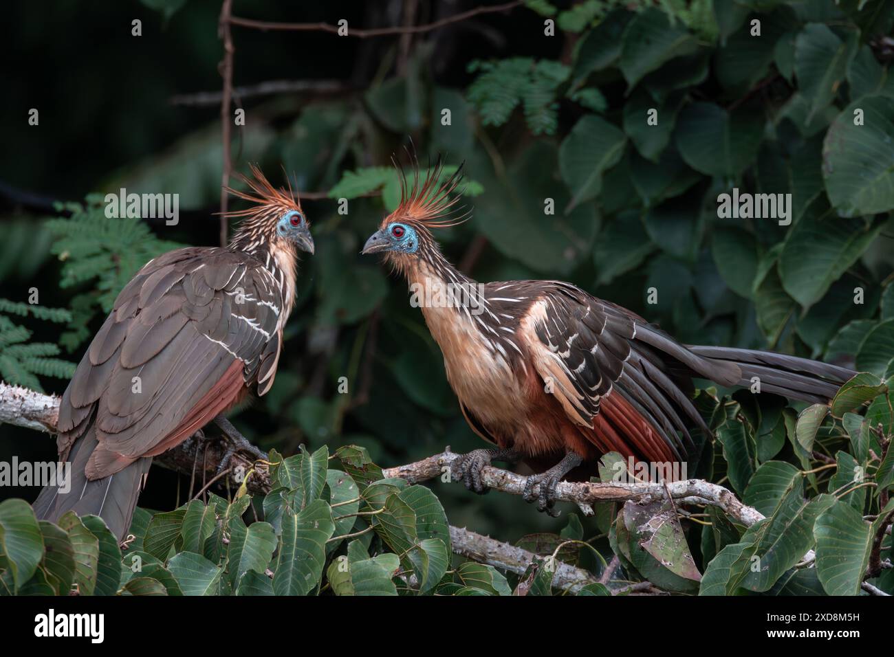 Hoatzin couple (Hoazin Opisthocomus) the primitive bird of the amazon ...