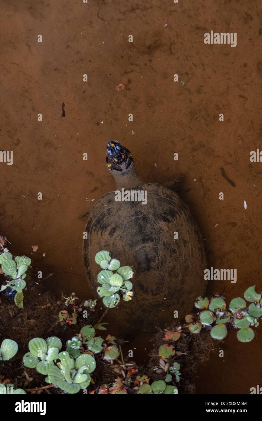 Overhead photograph of turtle in the water Stock Photo - Alamy
