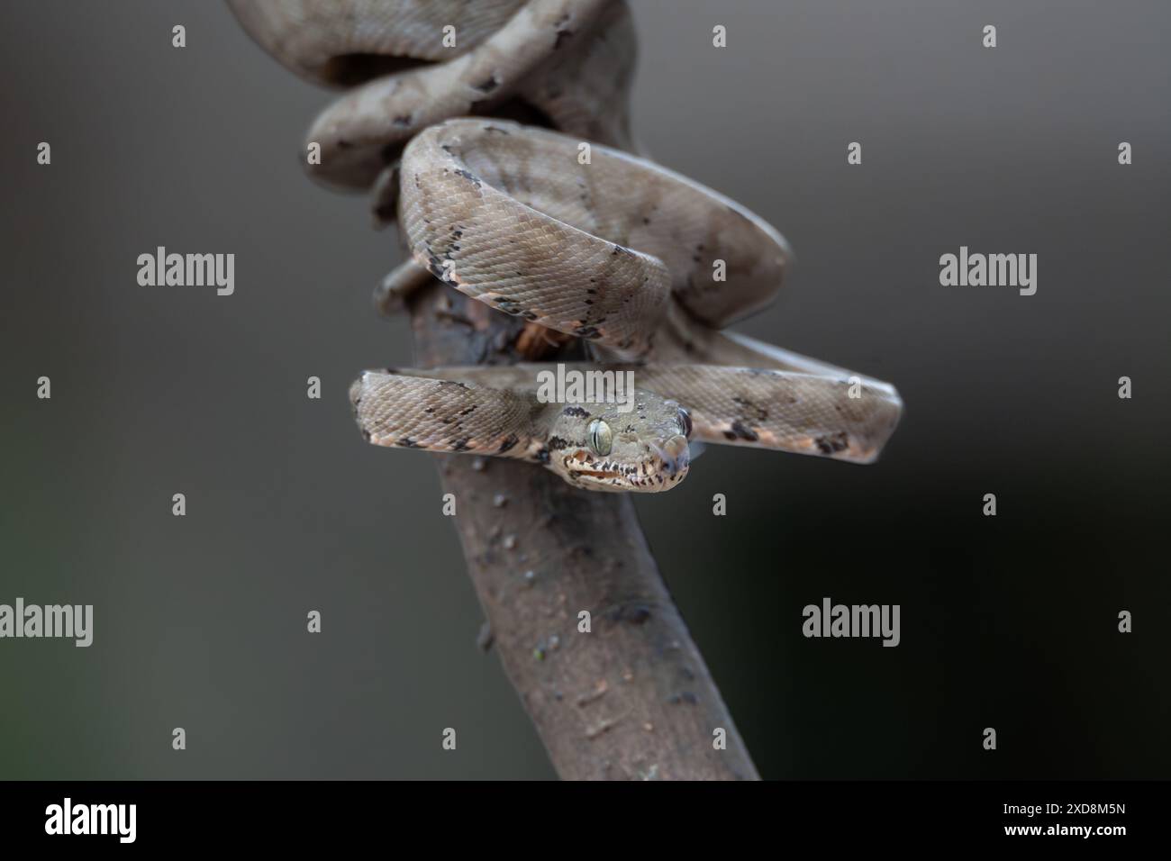Snake (Corallus hortulanus) curled up on a stick Stock Photo - Alamy