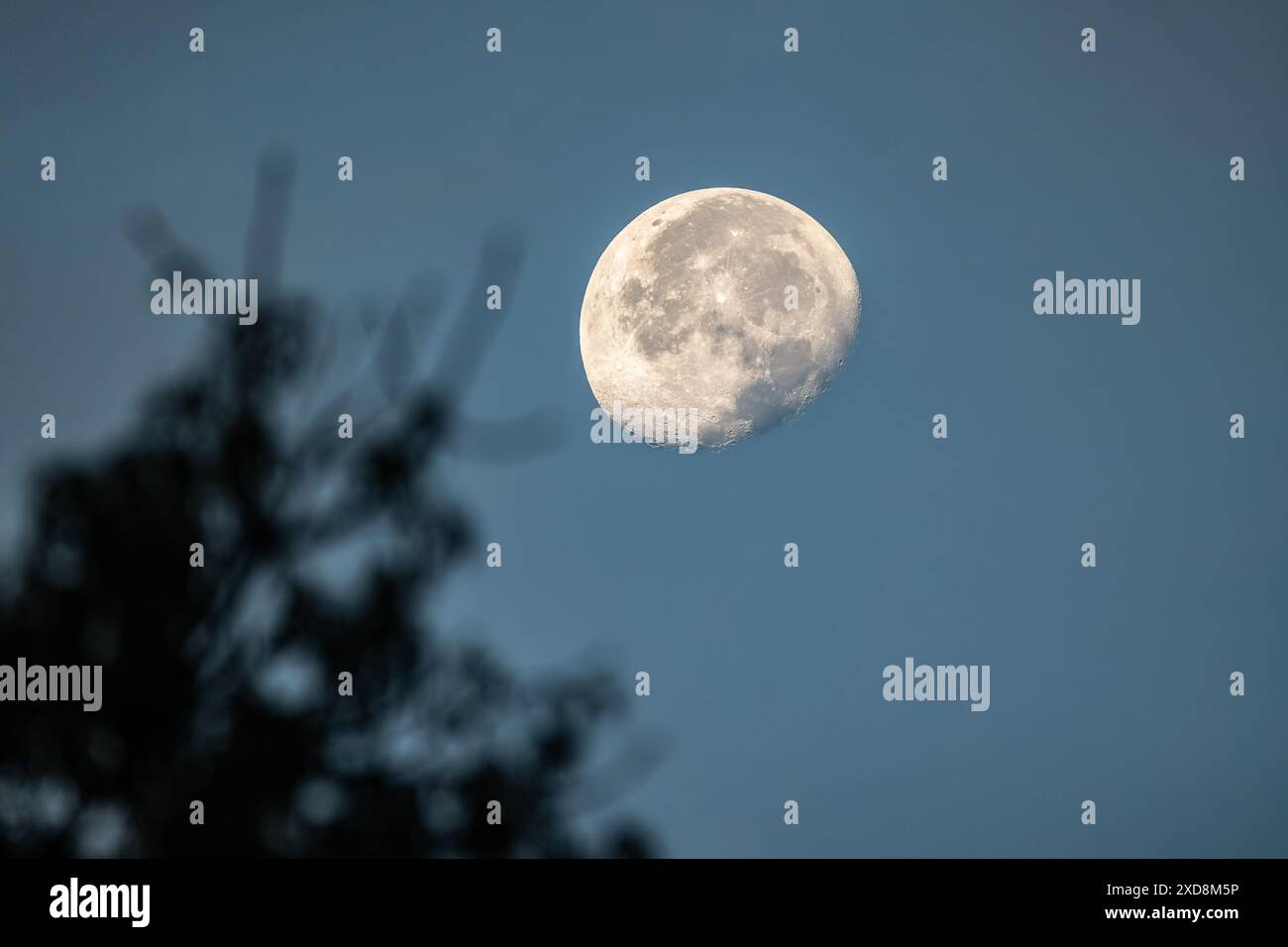 Moon with blue sky with out of focus branches Stock Photo - Alamy