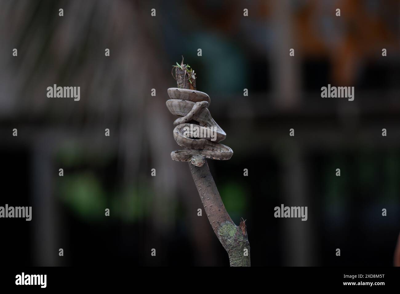 Stick snake hi-res stock photography and images - Alamy