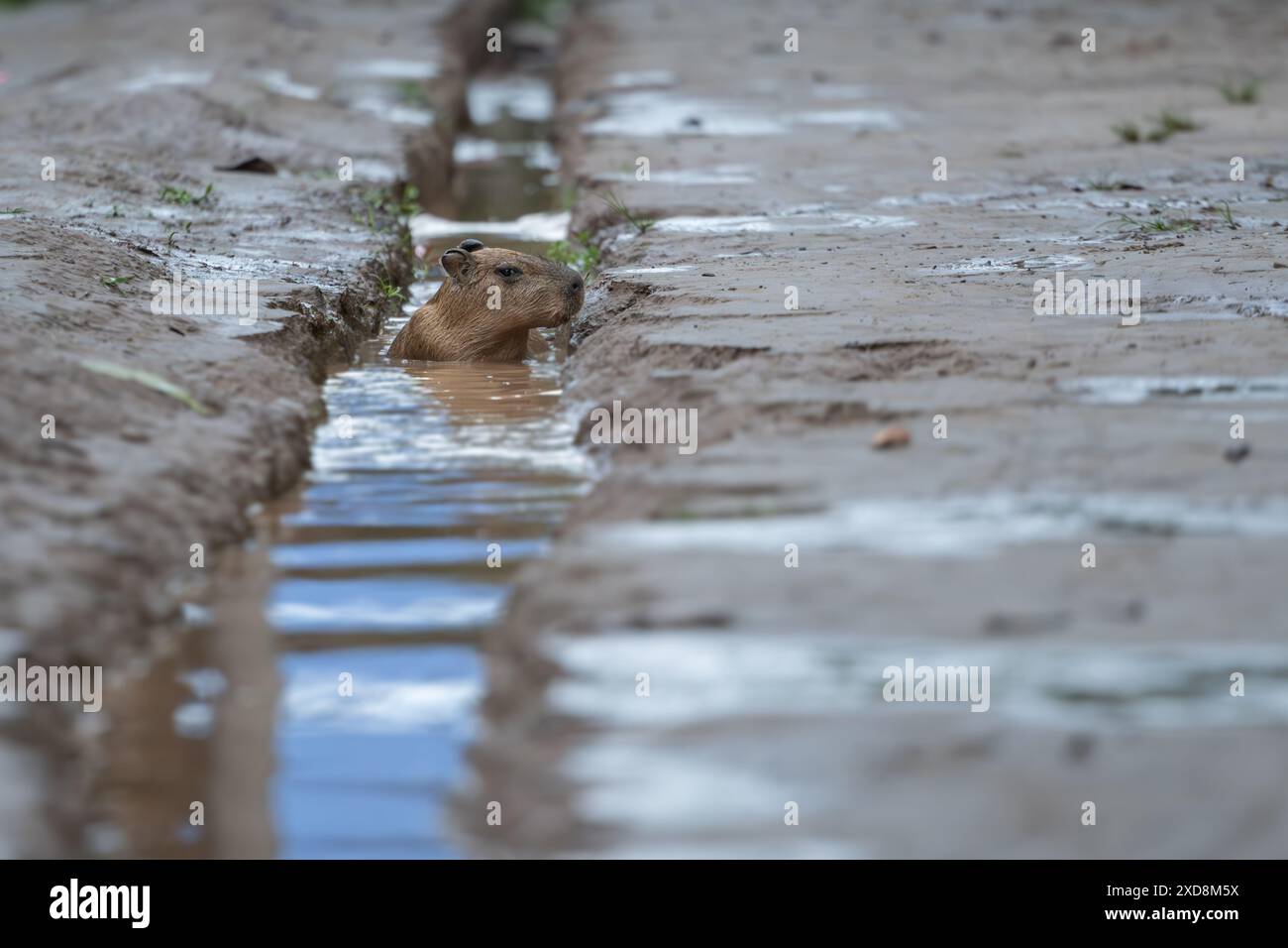 capybara playing in the water Stock Photo - Alamy