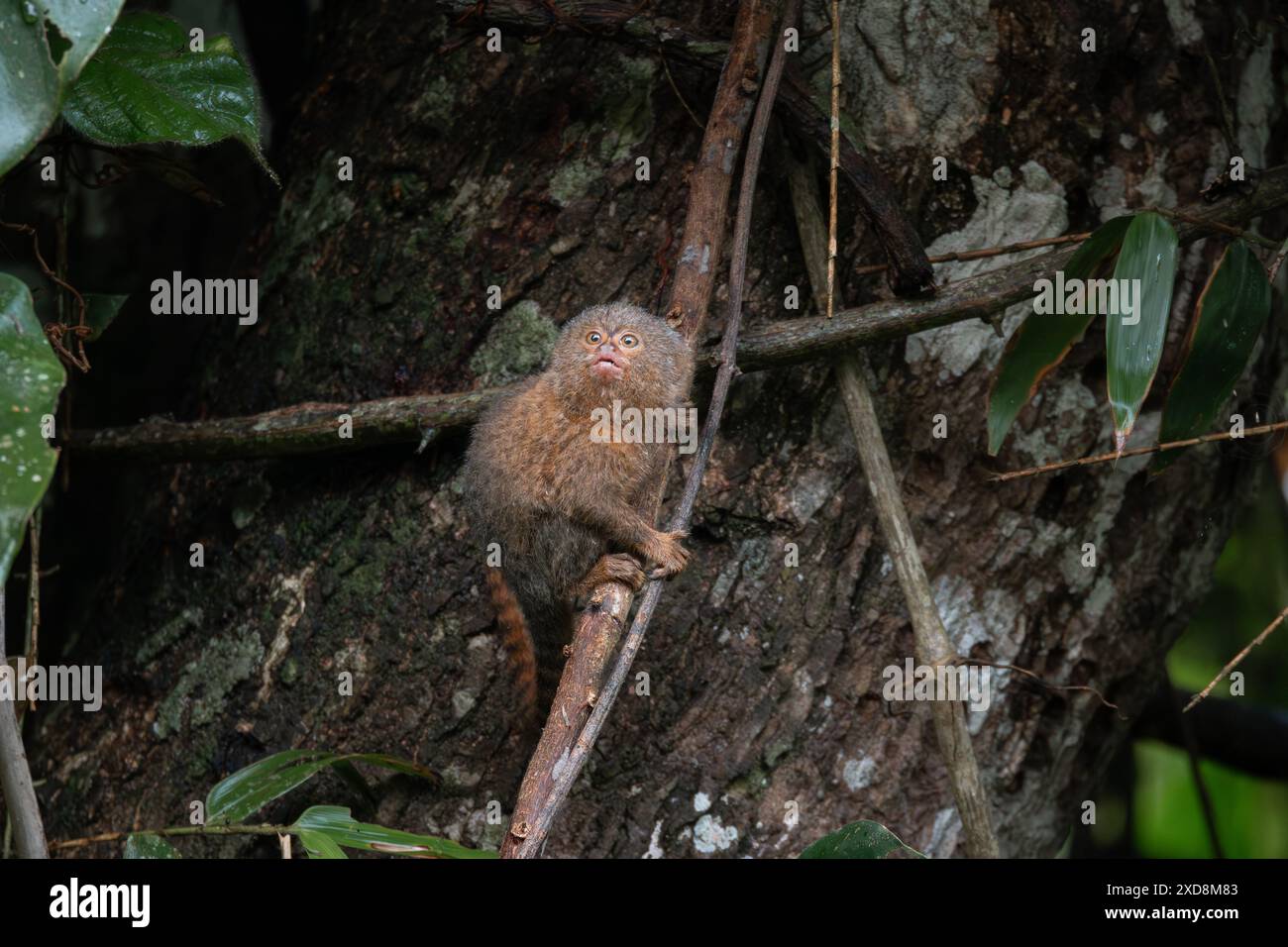 Pygmy titi monkey Cebuella pygmaea Stock Photo - Alamy