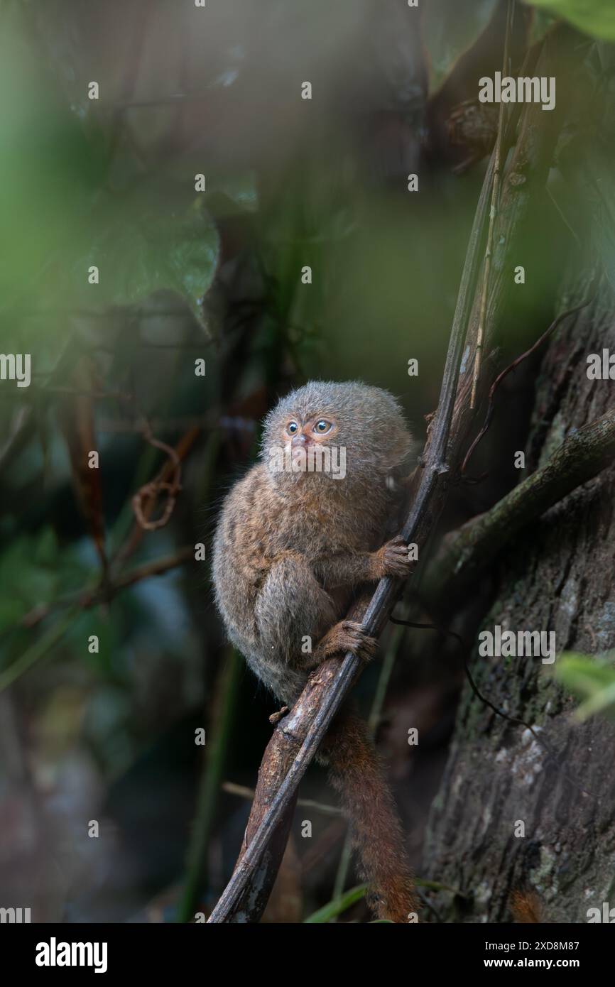 Pygmy titi monkey Cebuella pygmaea Stock Photo - Alamy