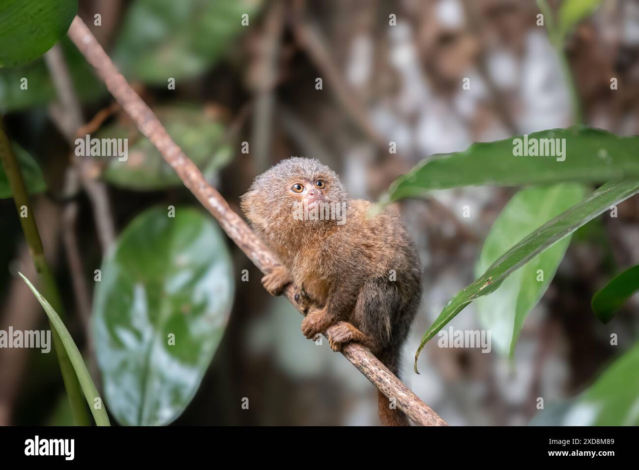 Pygmy titi monkey Cebuella pygmaea Stock Photo - Alamy