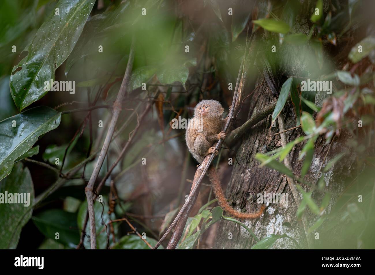 Pygmy titi monkey Cebuella pygmaea Stock Photo - Alamy