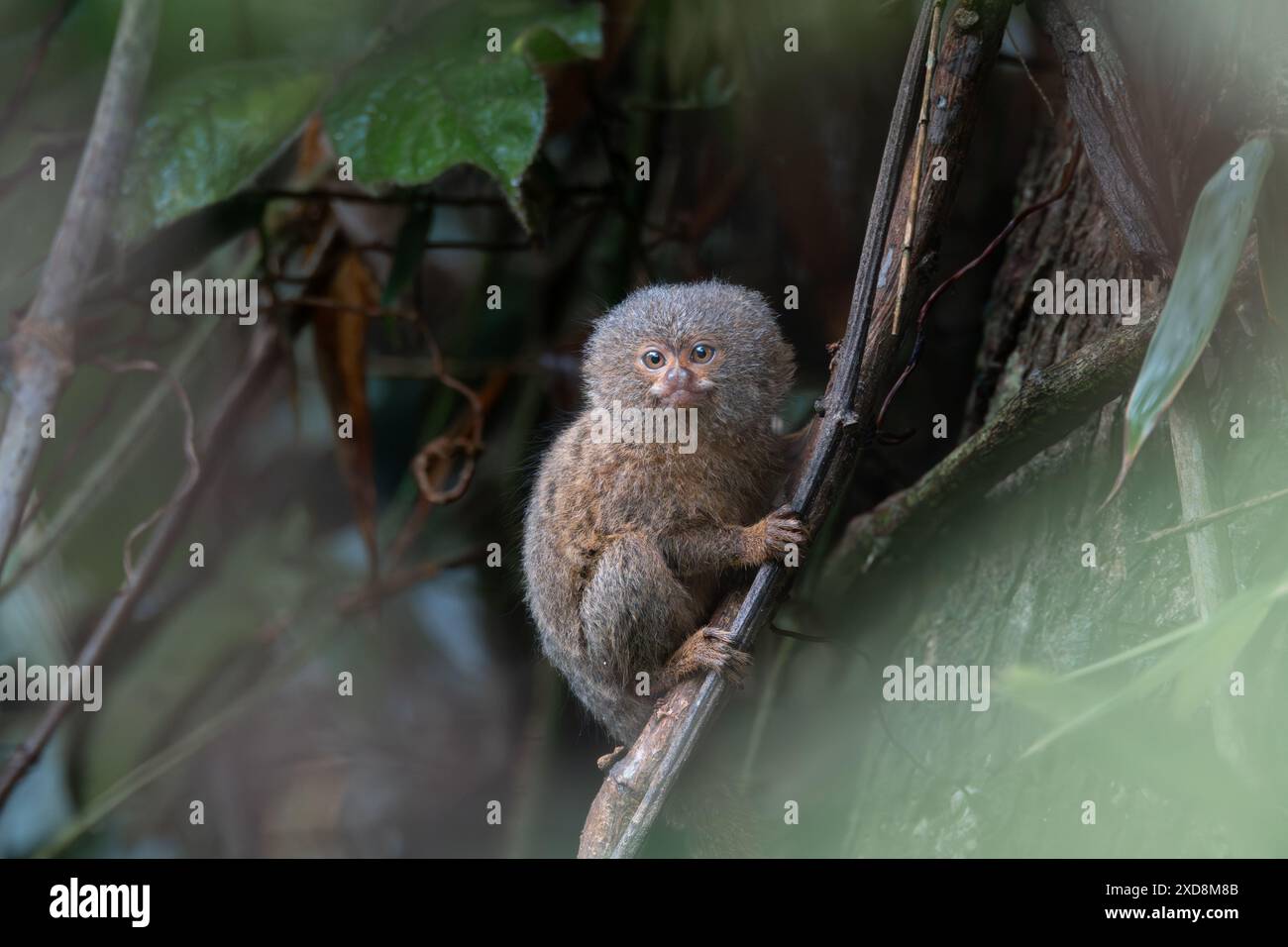 Pygmy titi monkey Cebuella pygmaea Stock Photo - Alamy