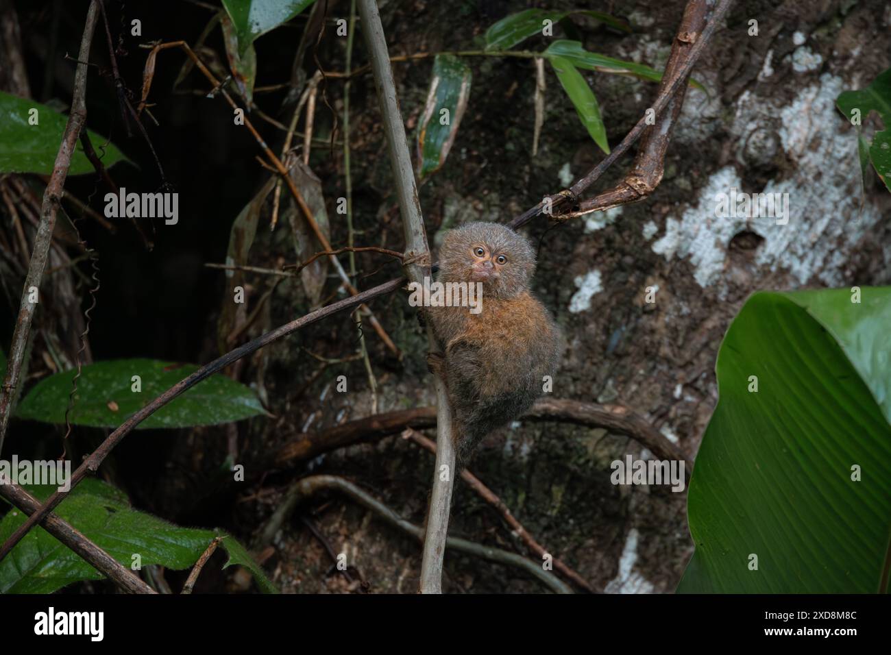 Pygmy titi monkey Cebuella pygmaea Stock Photo - Alamy