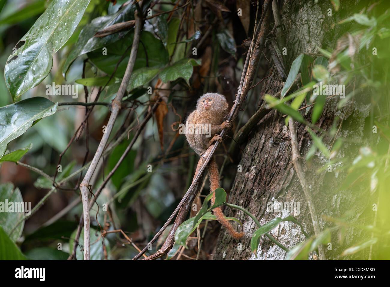 Pygmy titi monkey Cebuella pygmaea Stock Photo - Alamy