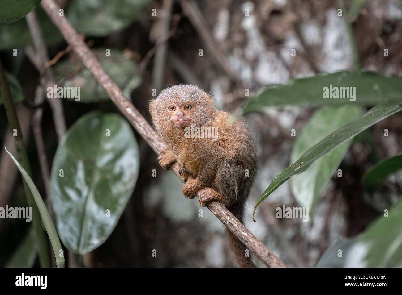 Pygmy titi monkey Cebuella pygmaea Stock Photo - Alamy