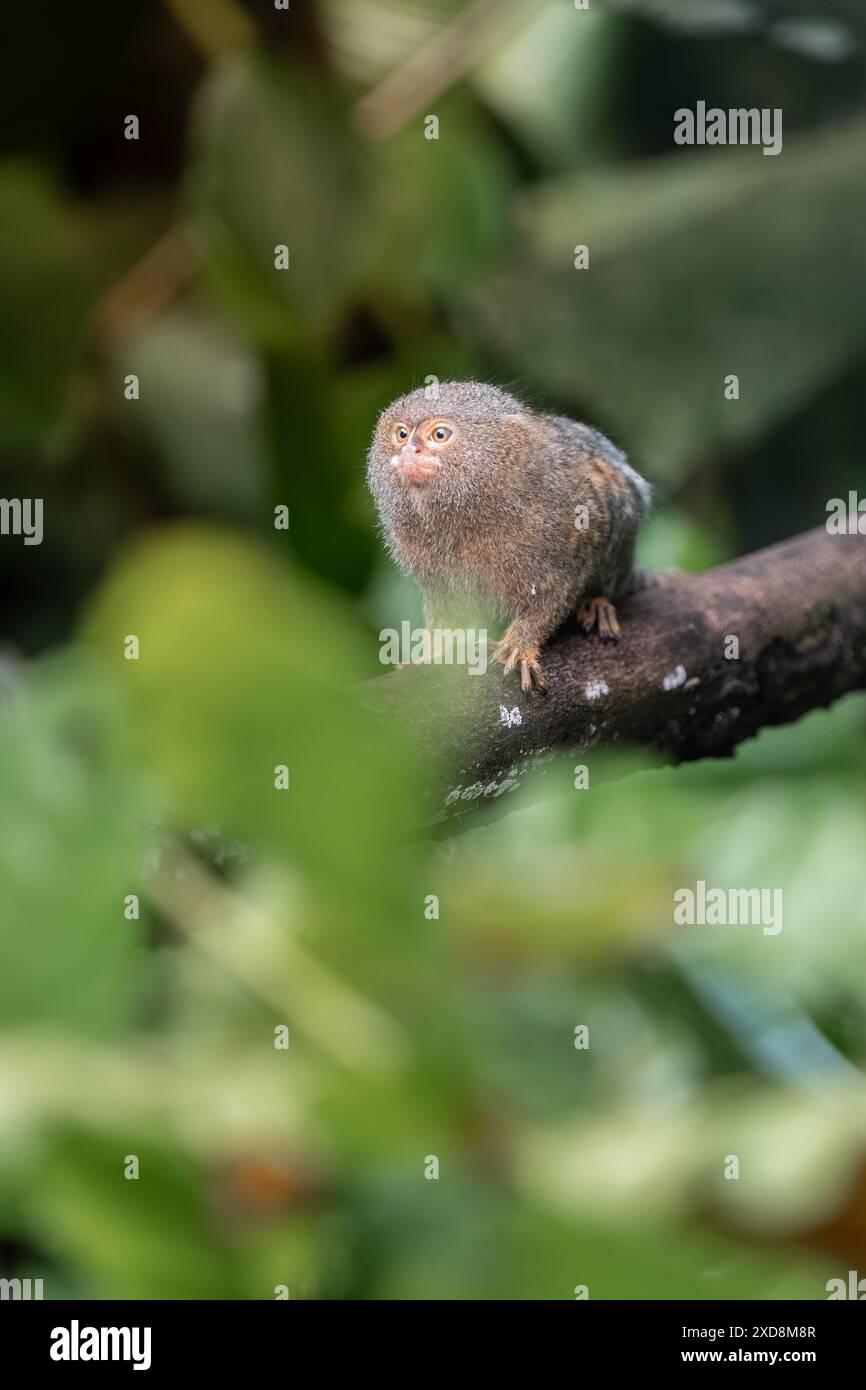 Pygmy titi monkey Cebuella pygmaea Stock Photo - Alamy