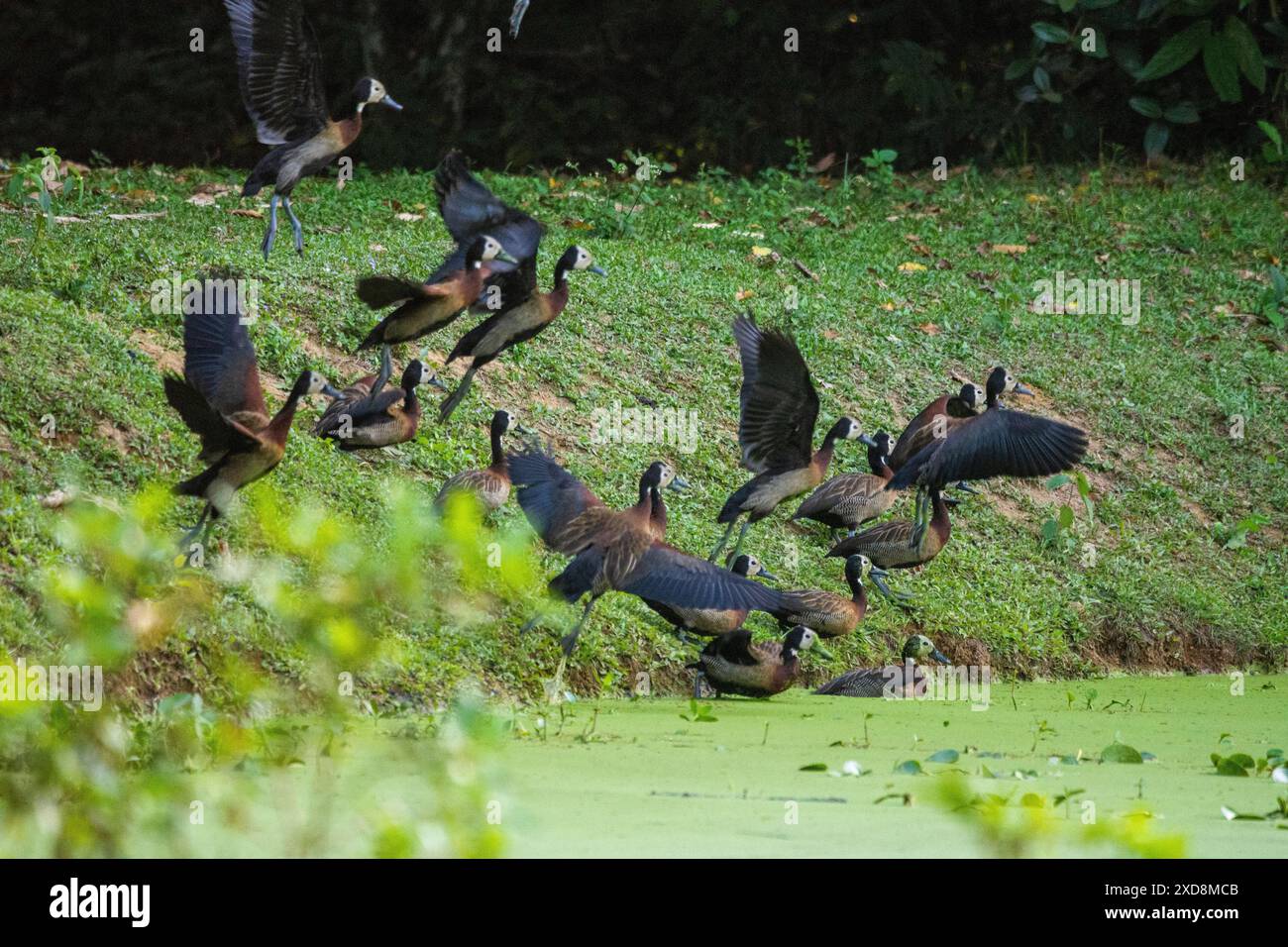 Flock of white-faced whistling ducks taking off in green rainforest ...