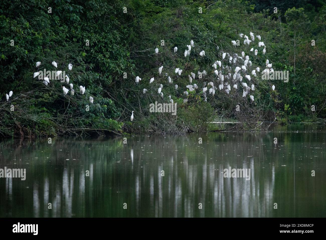 Flock of cattle egrets nesting on tree over lake in green rainforest ...