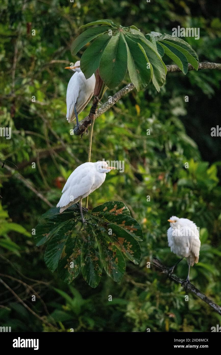 Flock of cattle egrets nesting on tree over lake in green rainforest ...