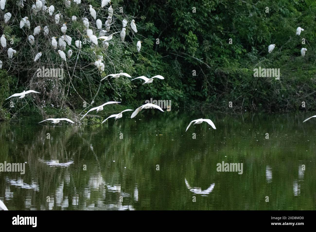Flock of cattle egrets nesting on tree over lake in green rainforest ...