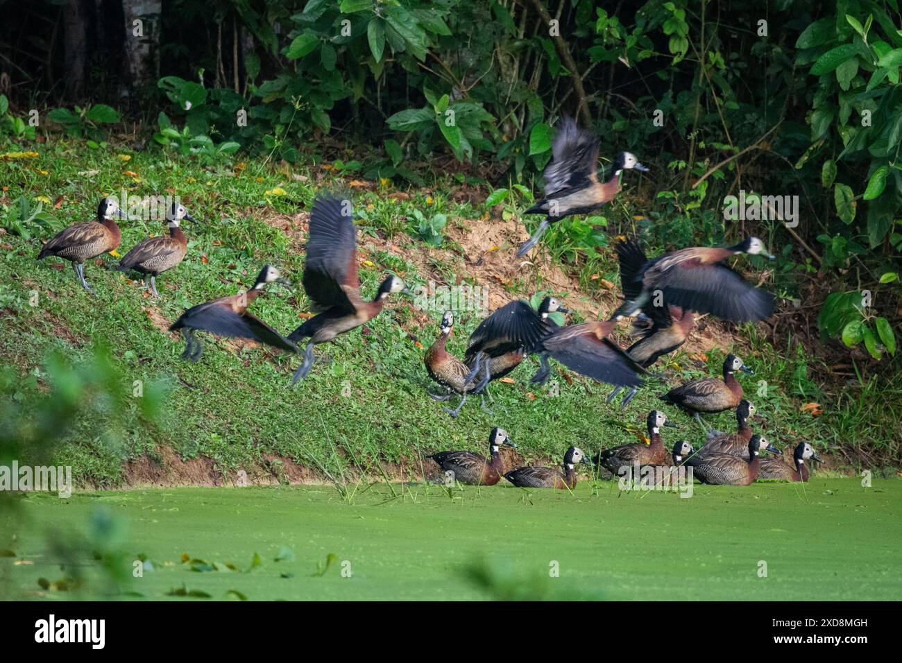 Flock of white-faced whistling ducks taking off in green rainforest ...