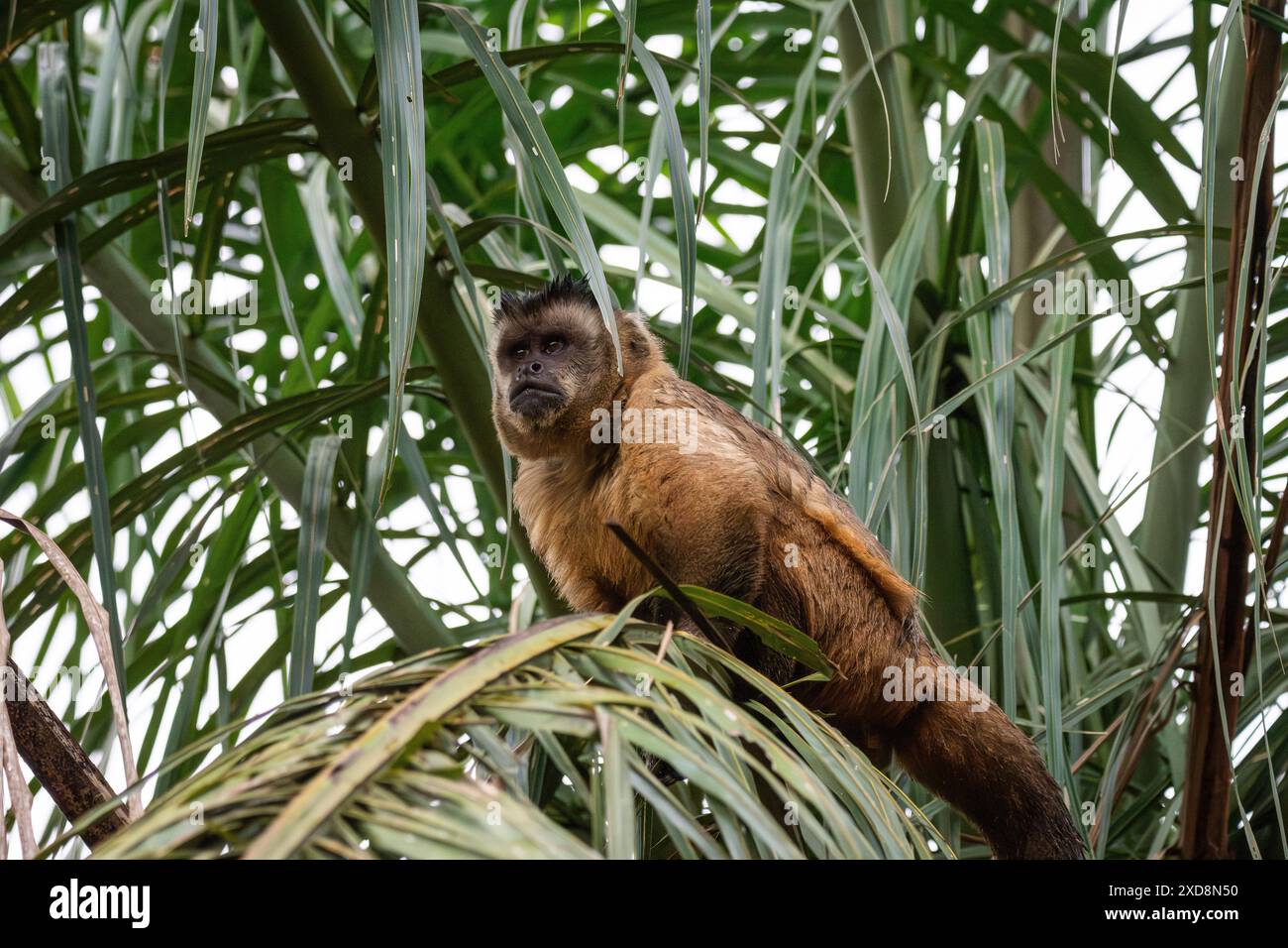 Capuchin Monkey on palm tree in the Southern Pantanal Stock Photo - Alamy