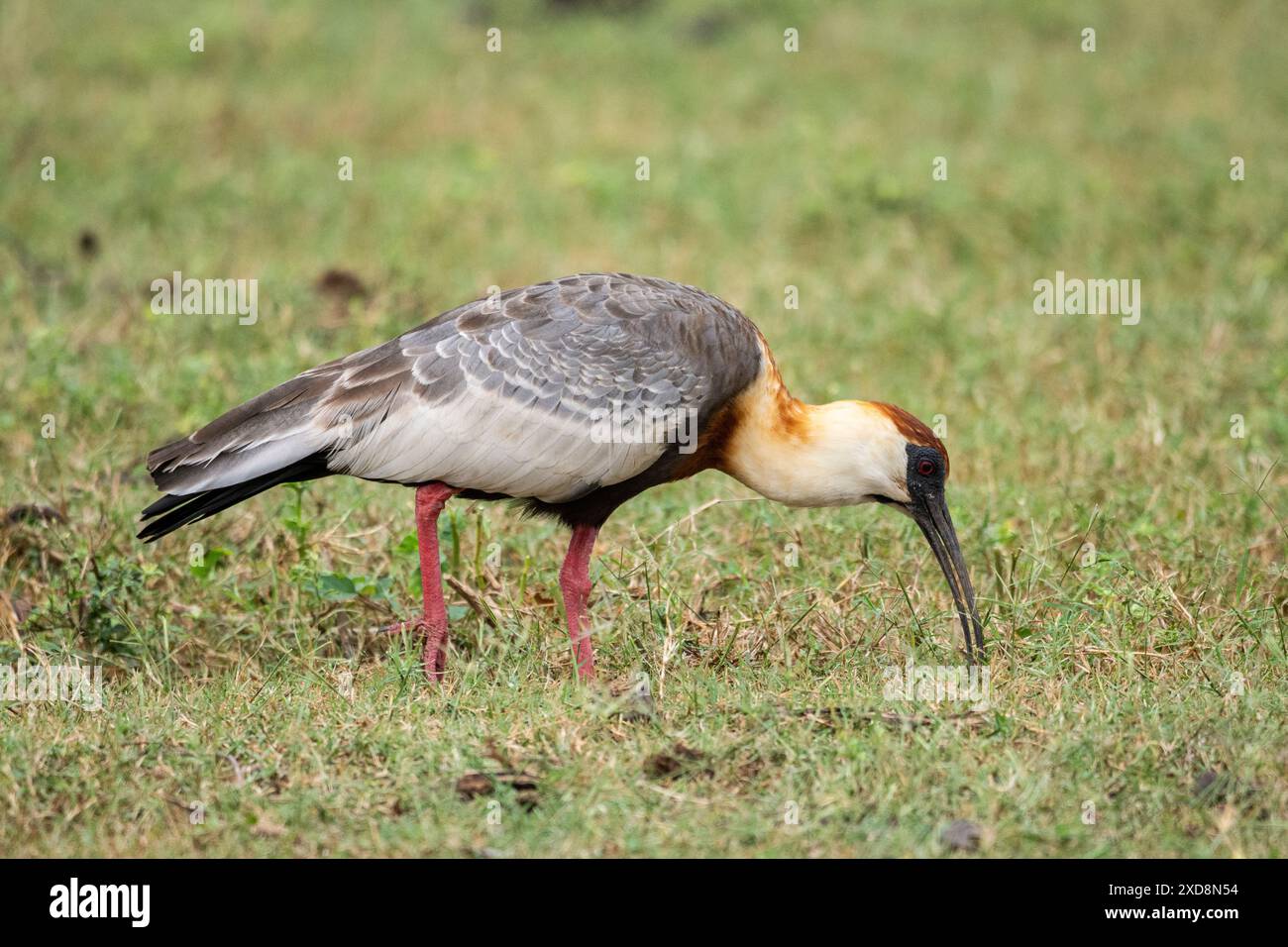Buff-necked Ibis in the Southern Pantanal of Mato Grosso do Sul Stock ...