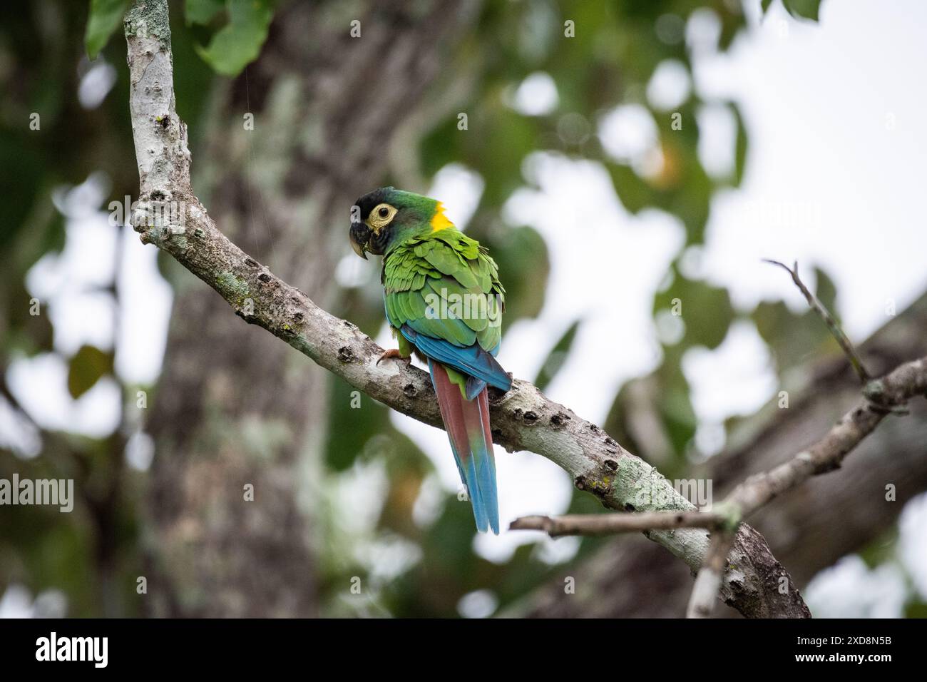 Yellow-collared Macaw in the Southern Pantanal Stock Photo - Alamy
